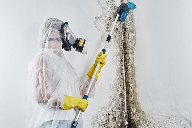 Four Signs You Need Professional Mold Removal Services | Howell Healthy ...